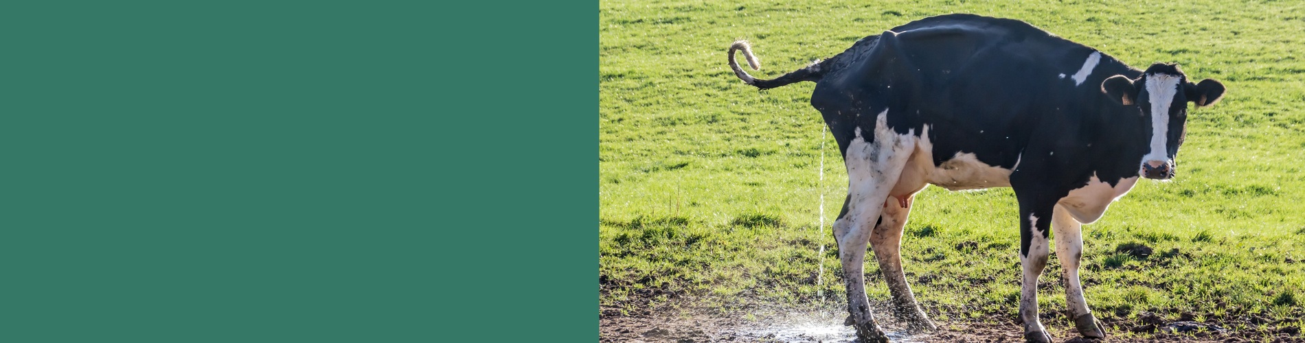 Bilan d'azote en agriculture et flux d'azote des sols vers les eaux ...